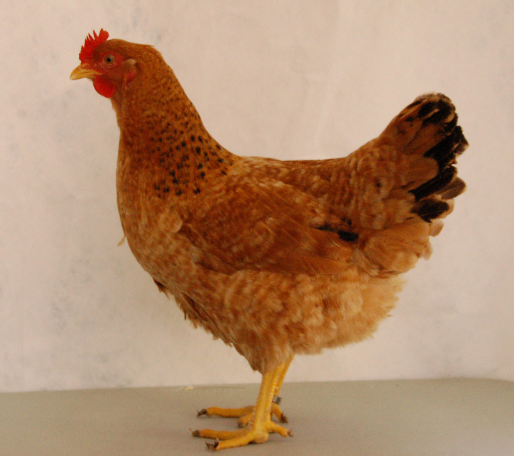 Galiña de Mos - Fesacocur